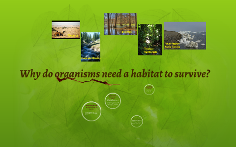 Why do organisms need a habitat to survive? by on Prezi