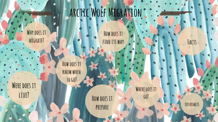 wolf migration by Olivia Dickson on Prezi