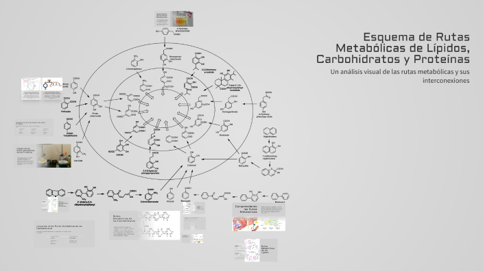Esquema de Rutas Metabólicas de Lípidos, Carbohidratos y Proteínas by Maria Campos on Prezi