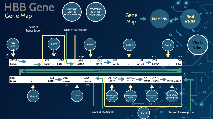 HBB Gene Schematic by Ava O'Hara on Prezi