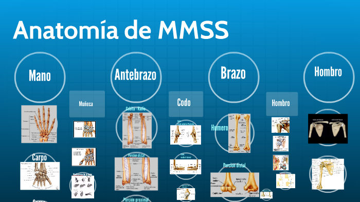 Anatomia de MMSS by valentin sanchez on Prezi