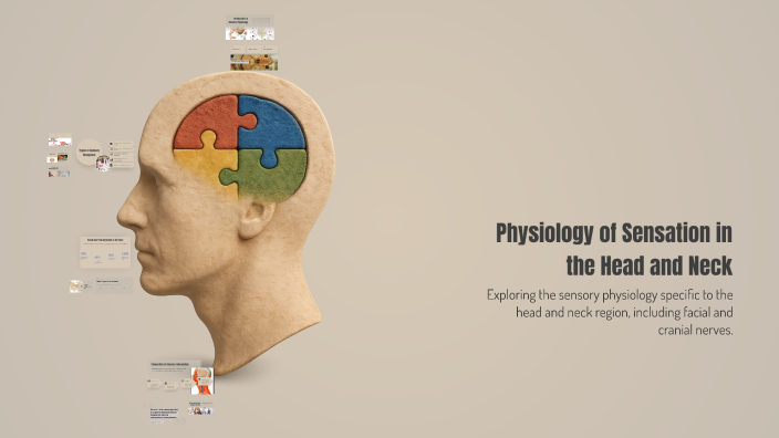 Physiology of Sensation in the Head and Neck by Mishigbat Ariunjargal ...