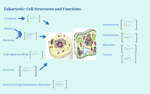 Eukaryotic: Cell Structures and Functions by Lindsey Duncan on Prezi
