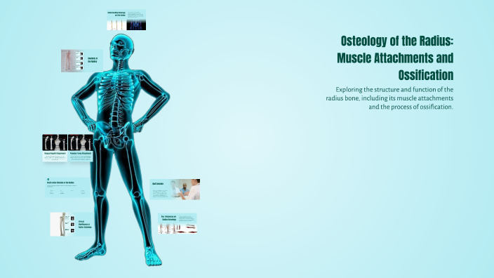 Osteology of the Radius: Muscle Attachments and Ossification by Dr ...