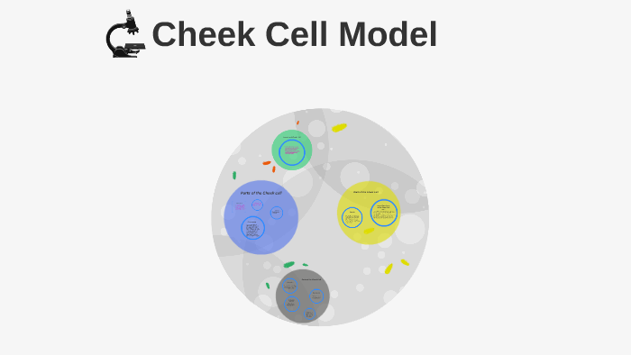 Cheek Cell Diagram