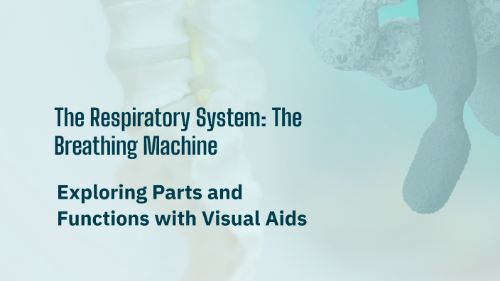 The Respiratory System: The Breathing Machine by KT Ktlan on Prezi
