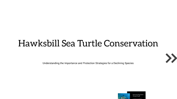 Hawksbill Sea Turtle Conservation by Beck Reilly on Prezi