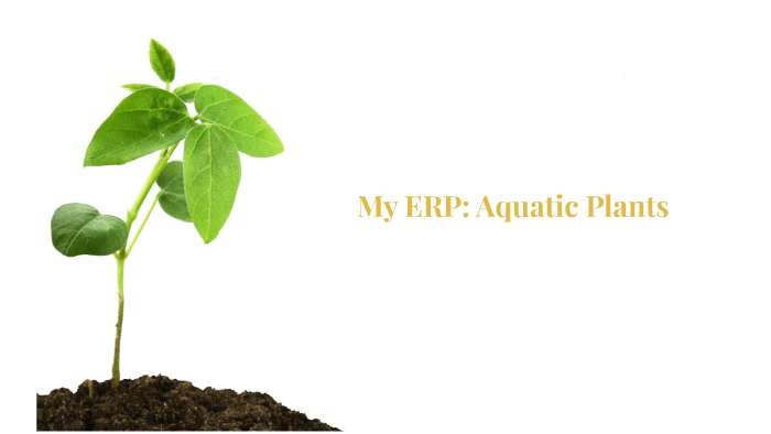 My ERP: Aquatic Plants by Sean Merriman on Prezi