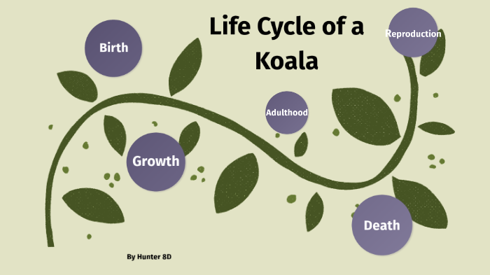 Life Cycle of a Koala by hunter kendall on Prezi