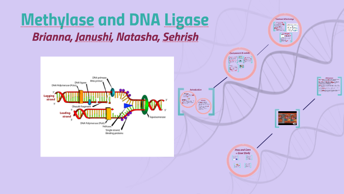 Methylase and DNA Ligase by NN M on Prezi