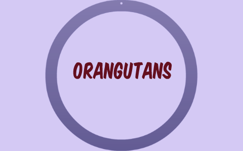 Orangutans by Megan Lindgren on Prezi
