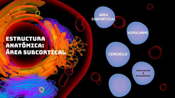 Estructura anatómica: ÁREAS SUBCORTICALES by Valeria Paco Caceres on Prezi