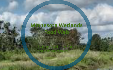 food web wetlands by a s on Prezi
