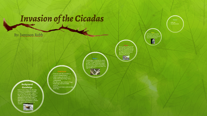 Invasion of the Cicadas by Jamyson Robb on Prezi
