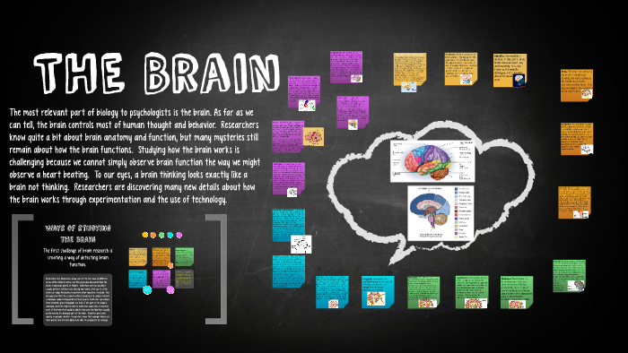 AP Psychology: The Brain by Katharine Higgins on Prezi