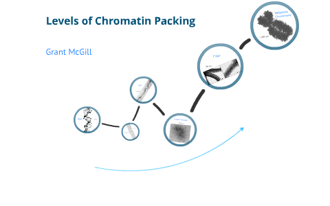 Levels of Chromatin Packing by Grant McGill on Prezi