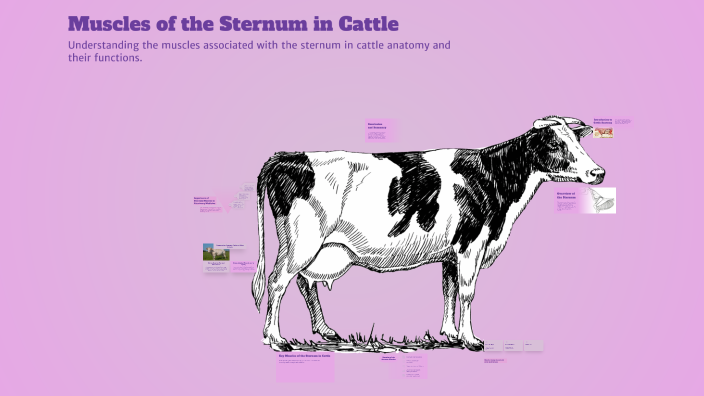 Muscles of the Sternum in Cattle by Cavid Qasmoov on Prezi