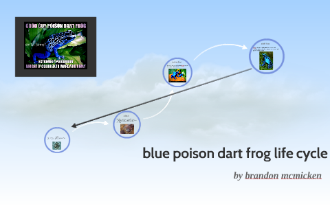 Blue Dart Frog Life Cycle