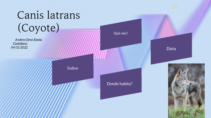 Canis latrans - coyote. by claudia Gimo Estela