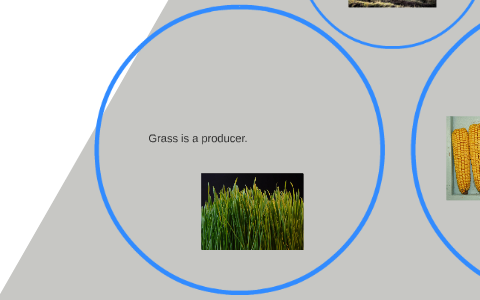 Grass is a producer. by joseph tevault on Prezi