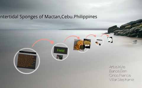 Intertidal Sponges of Mactan,Cebu.Philippines by Stephanie Villar on Prezi