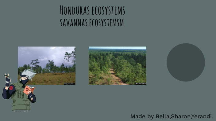 Honduras ecosystems by Carlita Guitierrez on Prezi