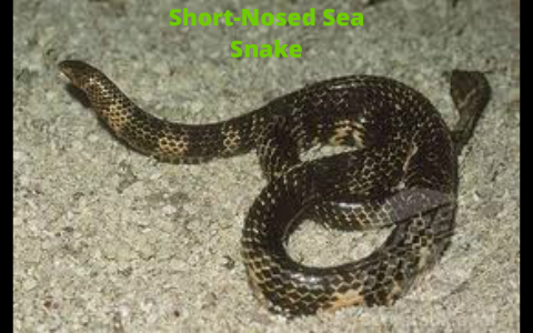 Short-Nosed Sea Snake by Matt Kujala on Prezi