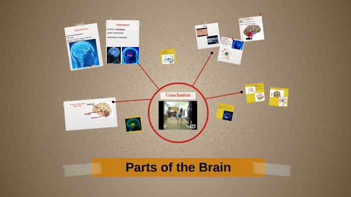 The Inside of the Brain by Eric Wieland on Prezi