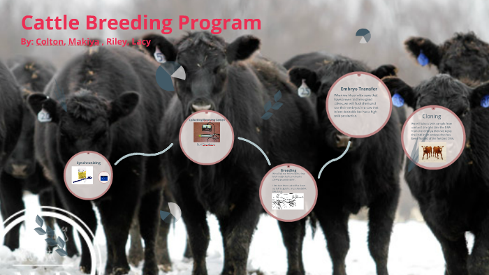 Cattle Breeding Program by colton avila on Prezi