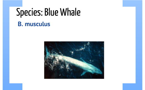 Blue Whale Project by Matthew Carberry on Prezi