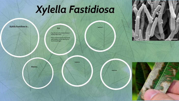 Xylella Fastidiosa by hannah richards on Prezi