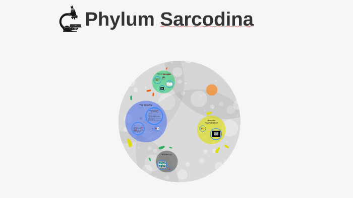 Phylum Sarcodina by Julia Hall on Prezi