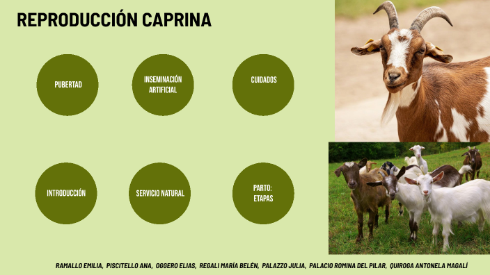 Reproduccion caprina by Emilia Ramallo on Prezi
