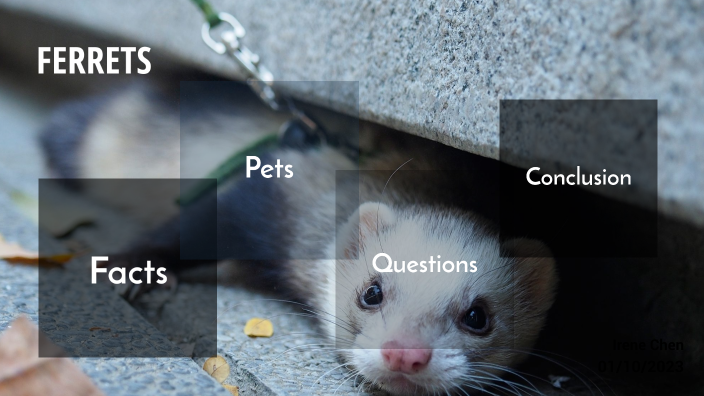 ferrets by irene chen on Prezi