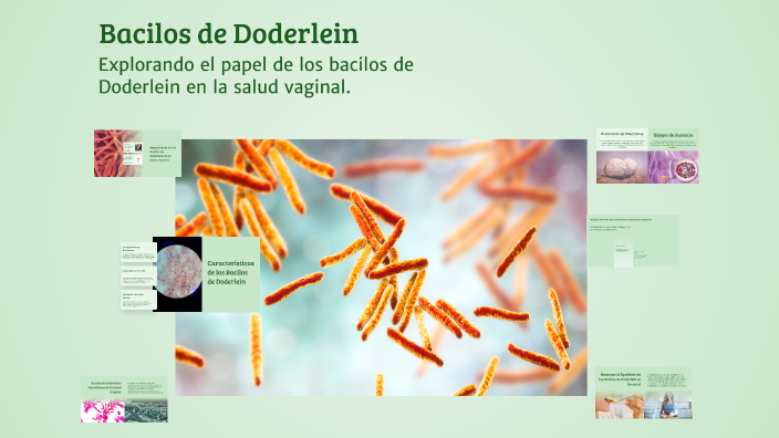Bacilos de Doderlein by lola tarrilo on Prezi
