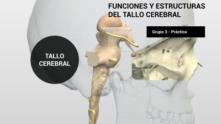 Maqueta digital del tallo cerebral by Ana Belen Echandia Asto on Prezi