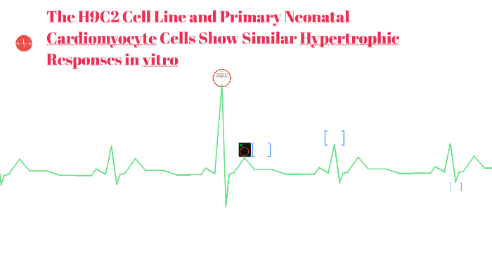 The H9C2 cell line and primary neonatal cardiomyocyte cells by Hande ...