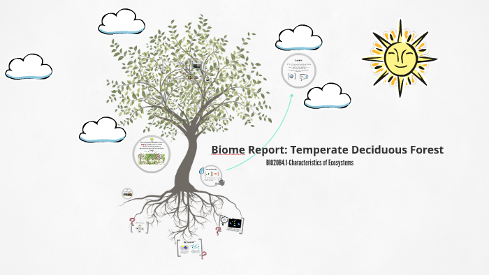 Biome Report: Temperate Deciduous Forest by Mirthe Kleinjan on Prezi