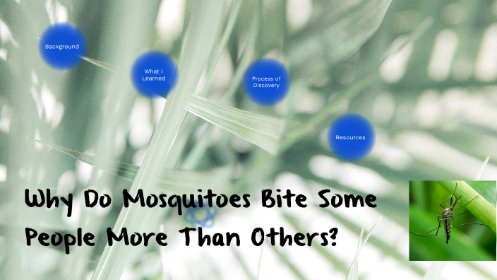 Why Mosquitos Bite Some People More Than Others by Kimberly Chen on Prezi