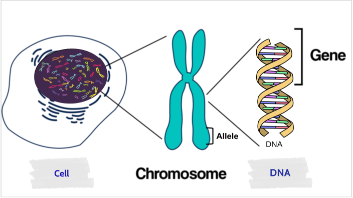 Genetics Graphic Organizer by Orianna Scherer on Prezi
