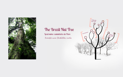 Life cycle : Brazil Nut Tree by Megan Shersby on Prezi