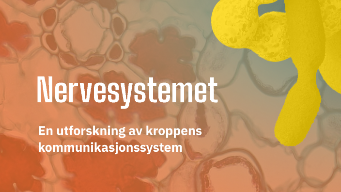 Nervesystemet by magnus Haugstveit on Prezi