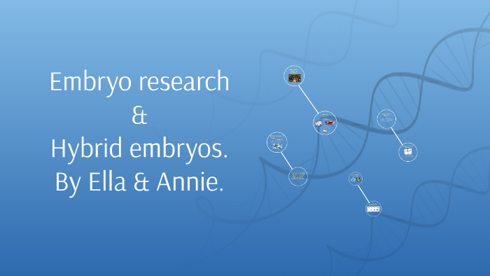 Embryo research and hybrid embryos by Ella Meltzer on Prezi