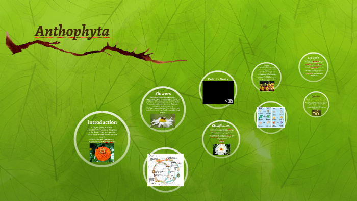Anthophyta by Victoria Miller on Prezi