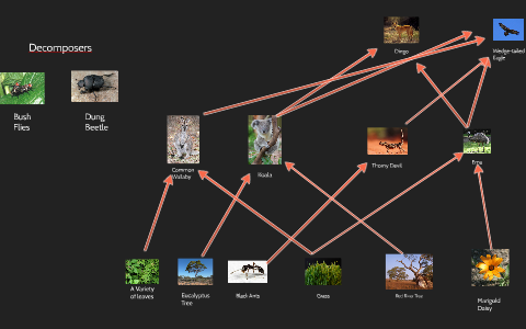 The Australian Outback Food Web by Elizabeth Mitchell on Prezi