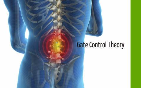 Gate Control Theory by Andrew Blackledge on Prezi