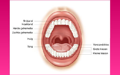 keelholte, mondholte en slokdarm by Marwa Tajqurishi on Prezi