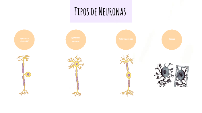 Tipos de Neuronas by CAROLIN ALEXA GUILLEN LOPEZ on Prezi