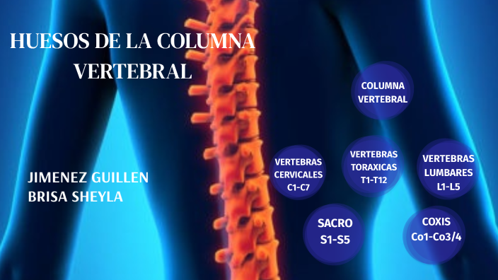 HUESOS DE LA COLUMNA VERTEBRAL by Brisa Jimenez on Prezi