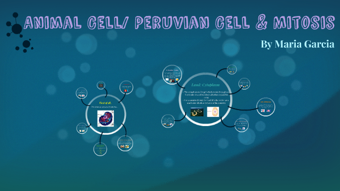Animal Cell/ Peruvian Cell & Mitosis by Maria Garcia on Prezi